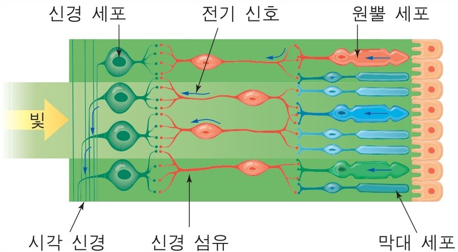 국어 비문학 과학 배경지식 원뿔세포 네이버 블로그